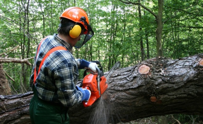 Pembinaan dan Sertifikasi Chainsaw Operator - Patrari Jaya Consultant